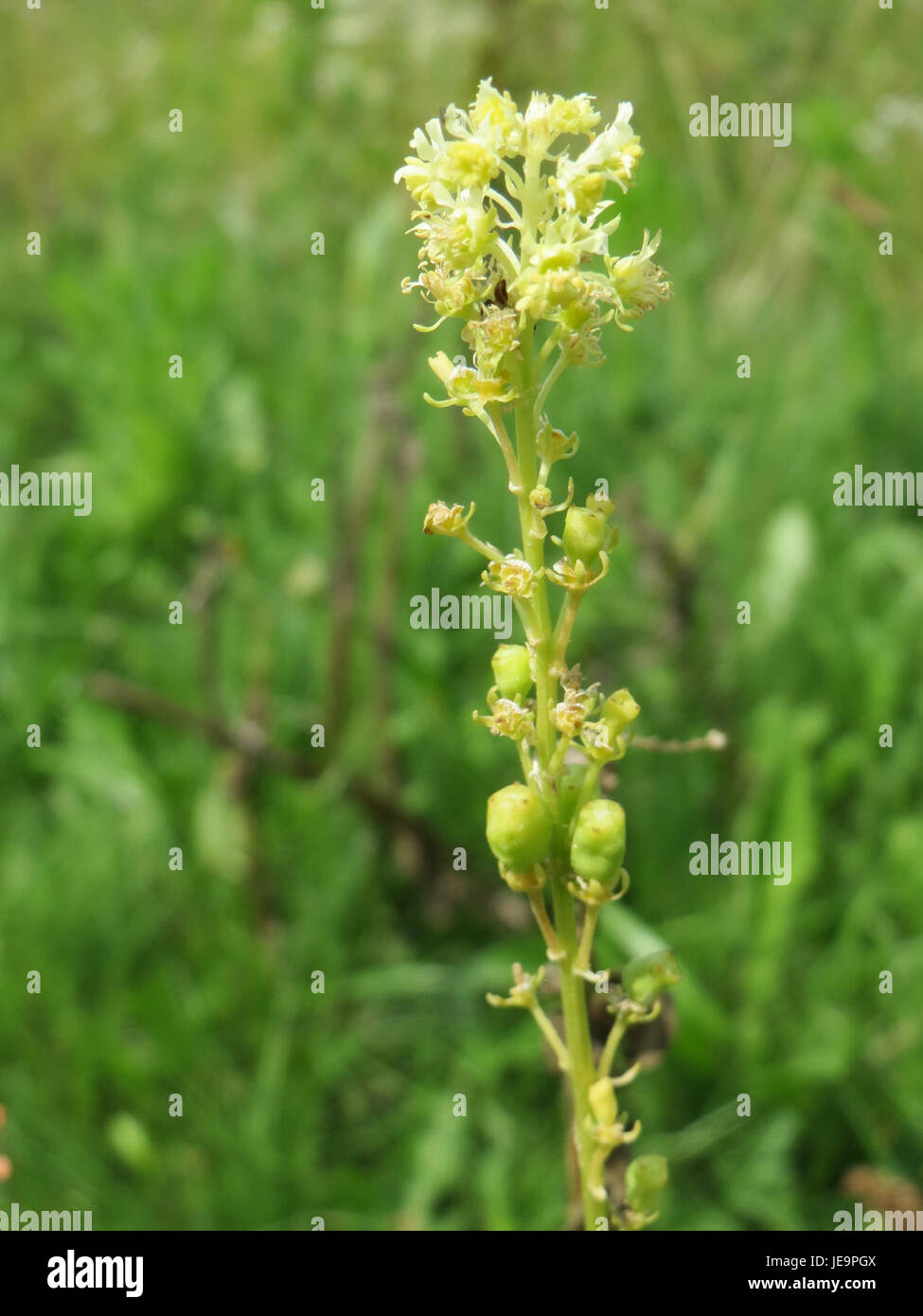 Reseda lutea, commonly known as yellow mignonette, is a flowering plant ...