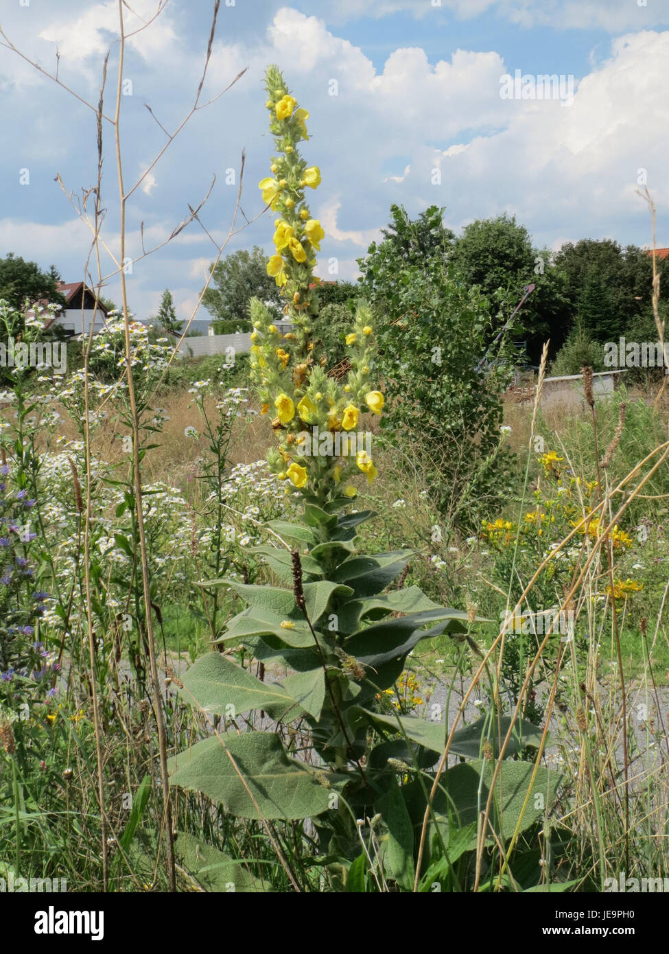 Verbascum thapsus, commonly known as great mullein, is a biennial plant ...