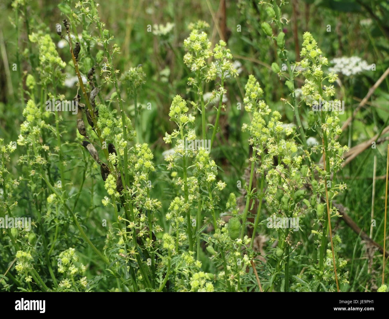 Reseda lutea, commonly known as yellow mignonette, is a plant species ...
