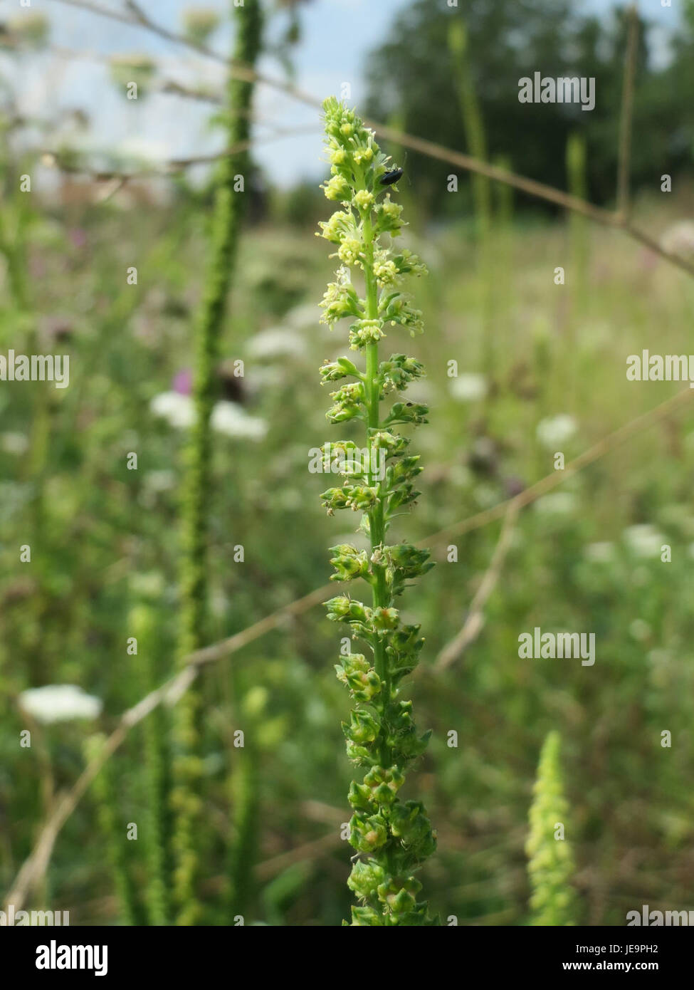 *Reseda luteola*, commonly known as *Weld*, is a yellow-flowered plant ...