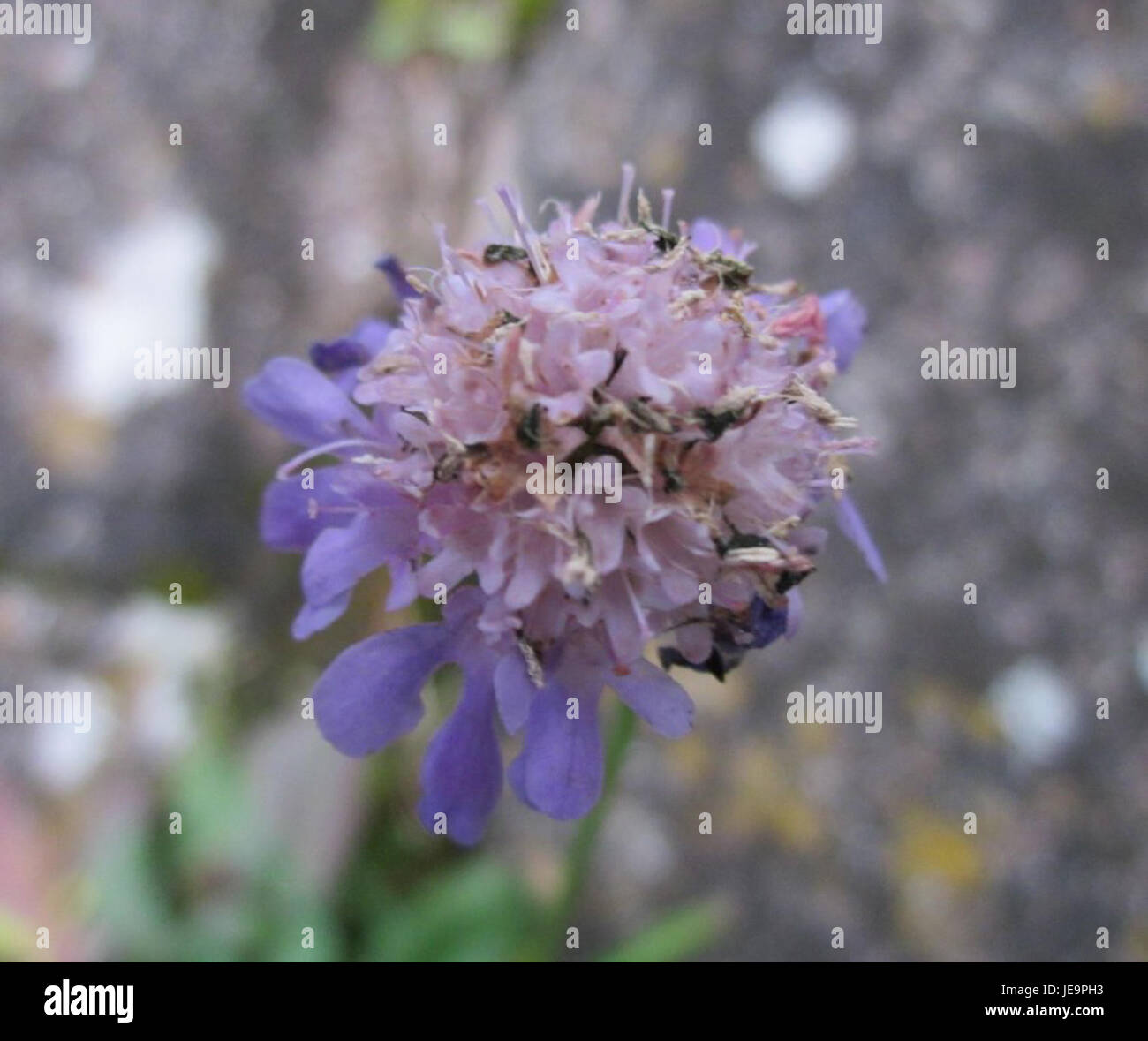 This image shows Tauben-Skabiose (Scabiosa columbaria), also known as ...