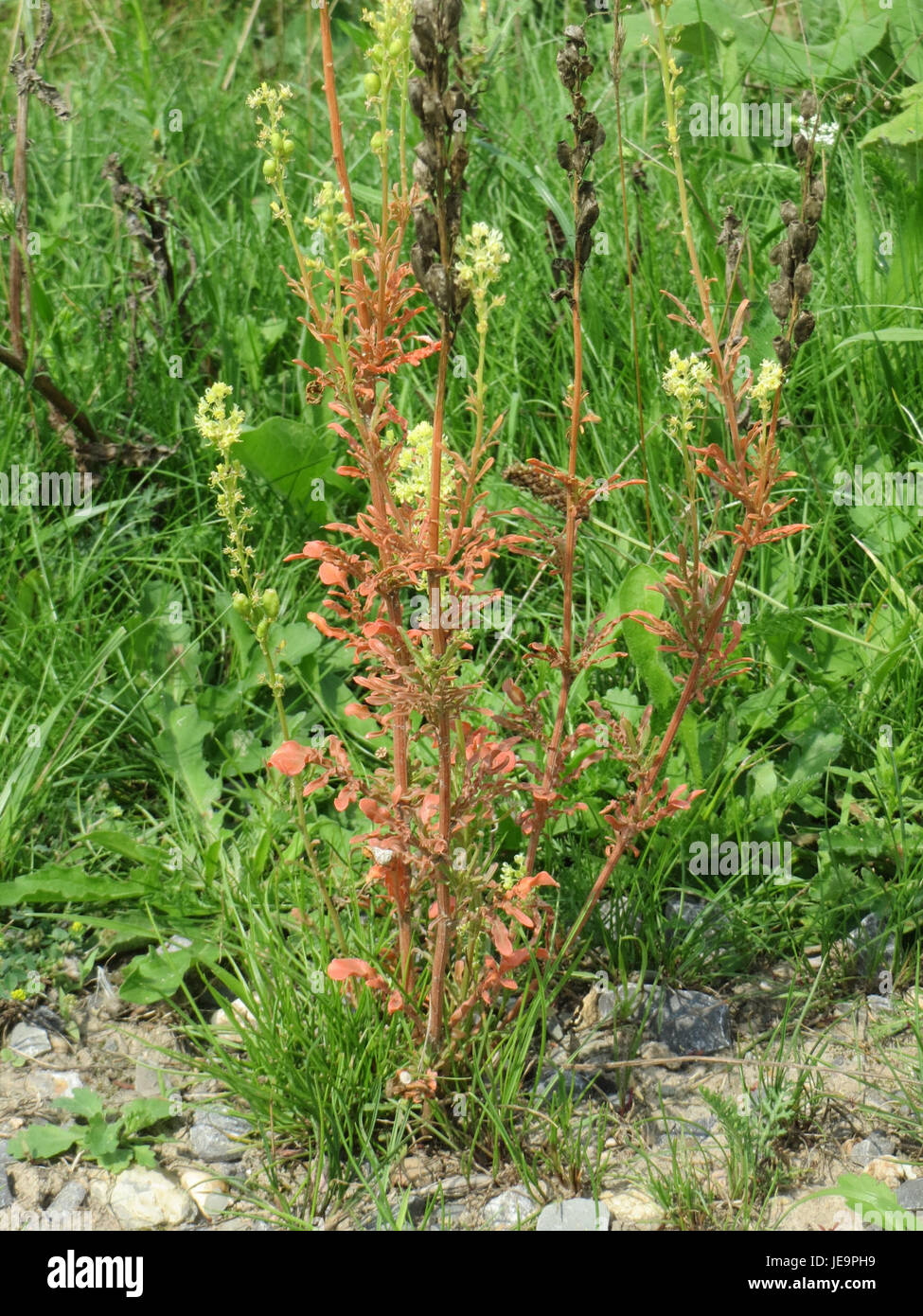 Mignonette flowering plant hi-res stock photography and images - Alamy