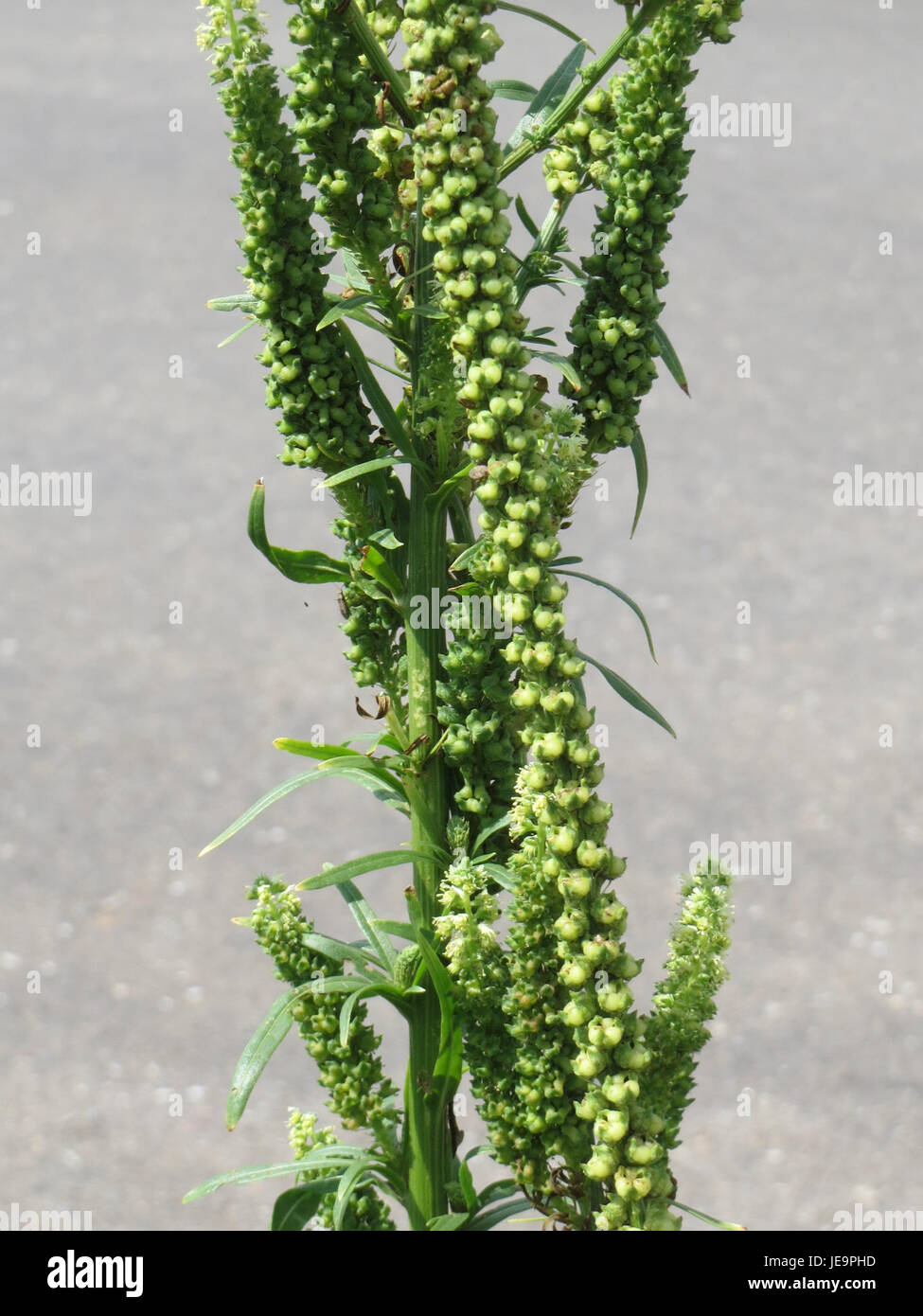 This image captures Reseda luteola, also known as weld, a plant species ...