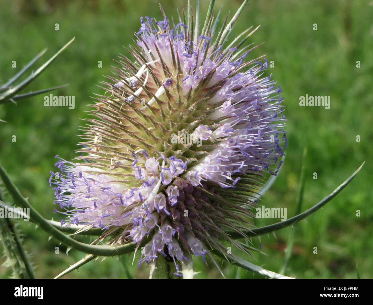 Teasel dipsacus fullonum plant textile hi-res stock photography and ...