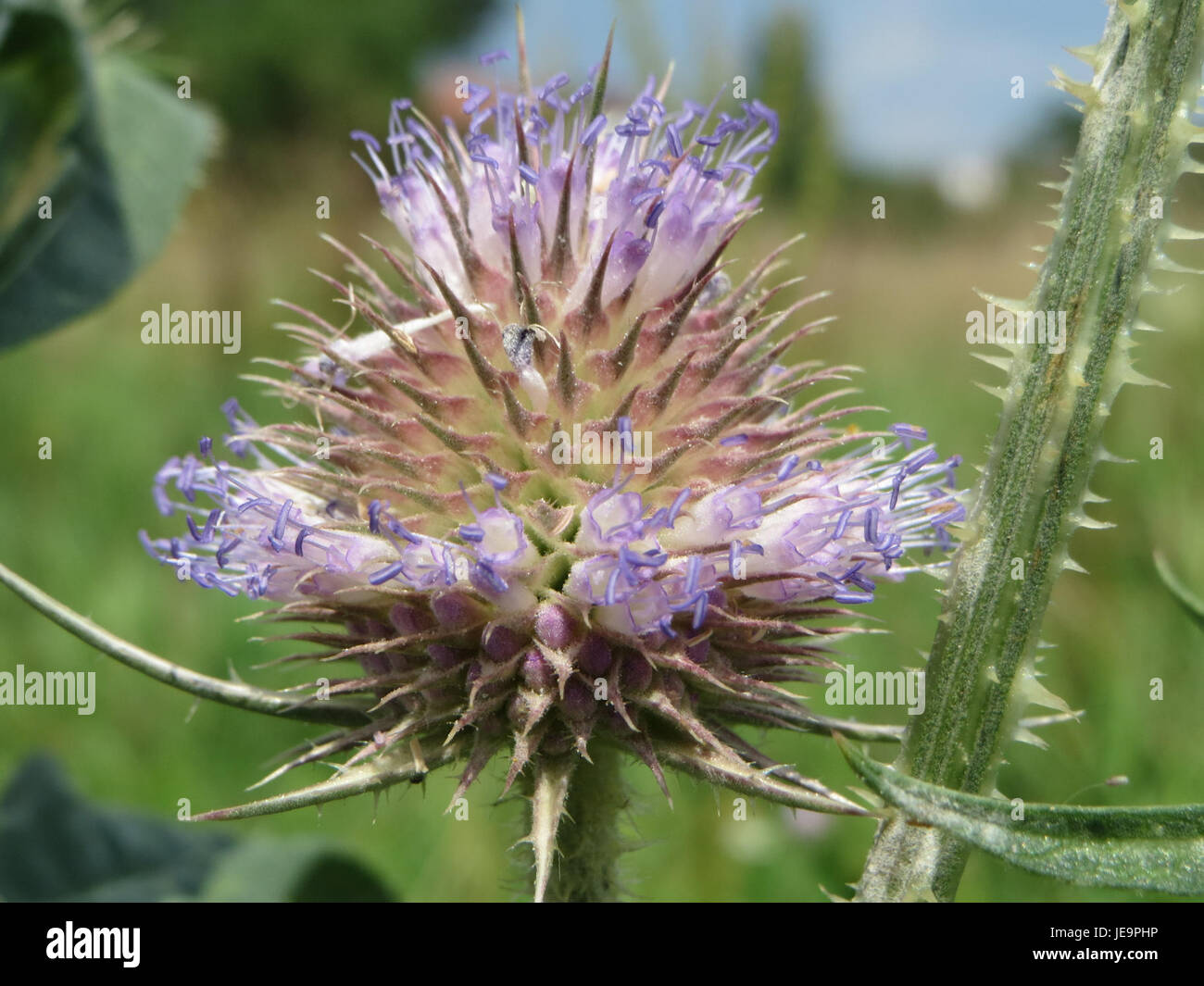The image depicts Dipsacus fullonum, commonly known as the teasel plant ...
