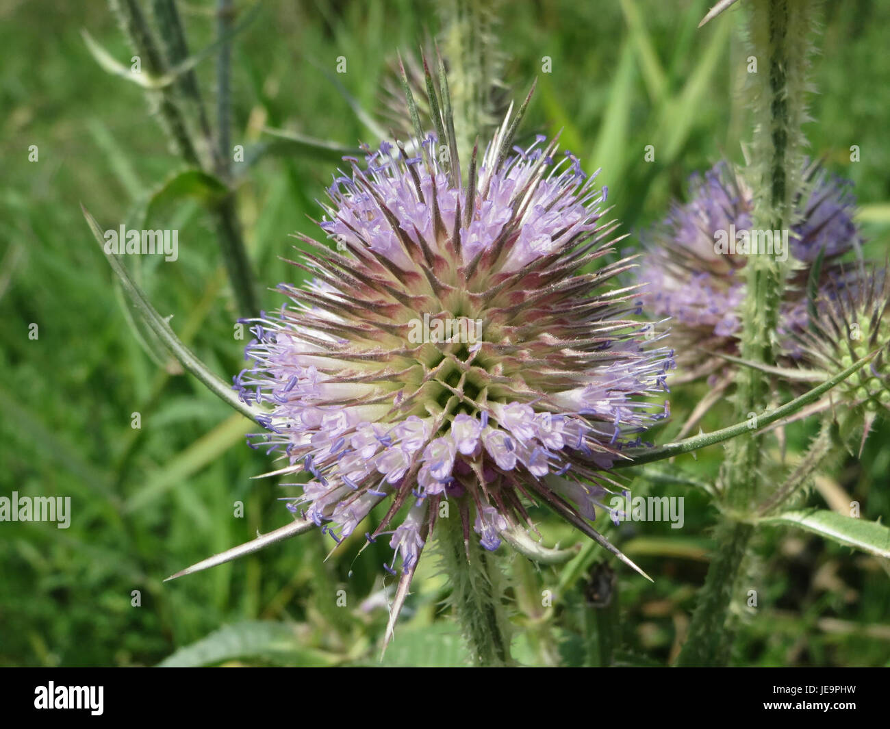 Dipsacus fullonum, commonly known as teasel, is shown in this ...