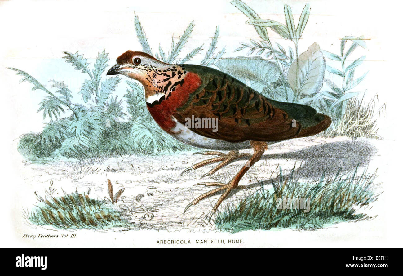 Mandelli hi-res stock photography and images - Alamy