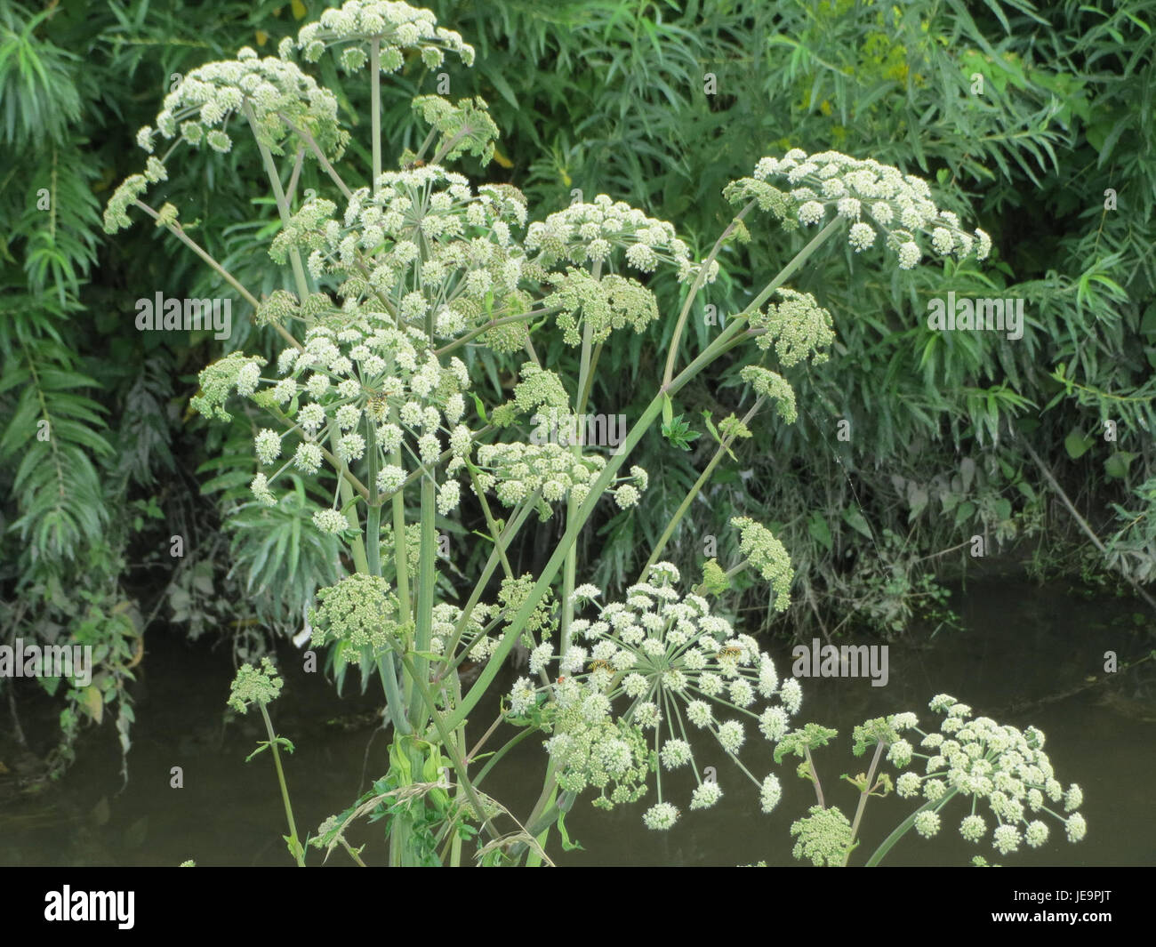 Angelica genus hi-res stock photography and images - Alamy