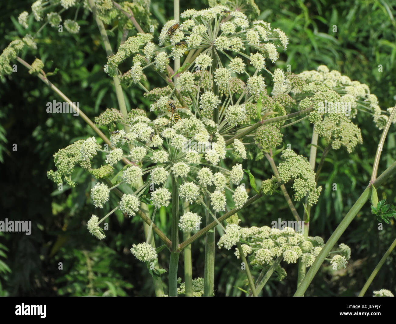 Angelica genus hi-res stock photography and images - Alamy