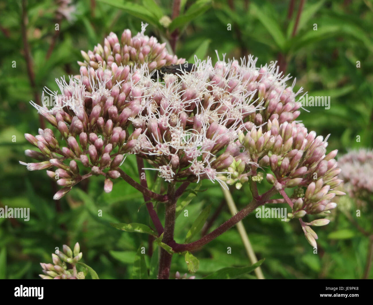 Eupatorium cannabinum, commonly known as hemp agrimony, photographed on ...