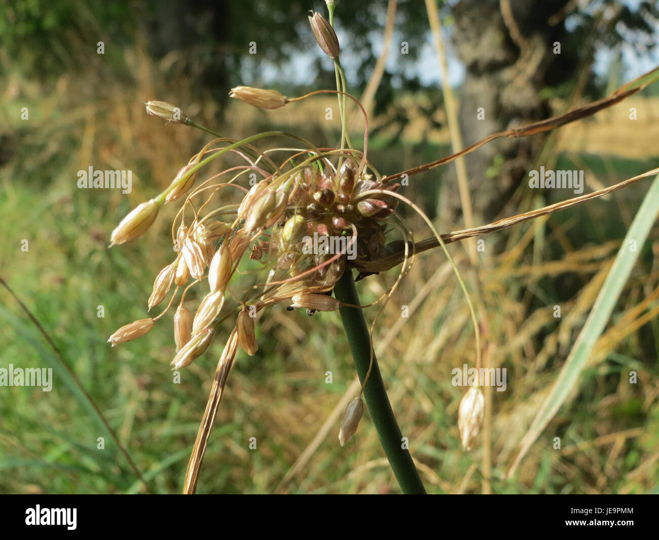 A photograph of Allium oleraceum, commonly known as wild onion, taken ...