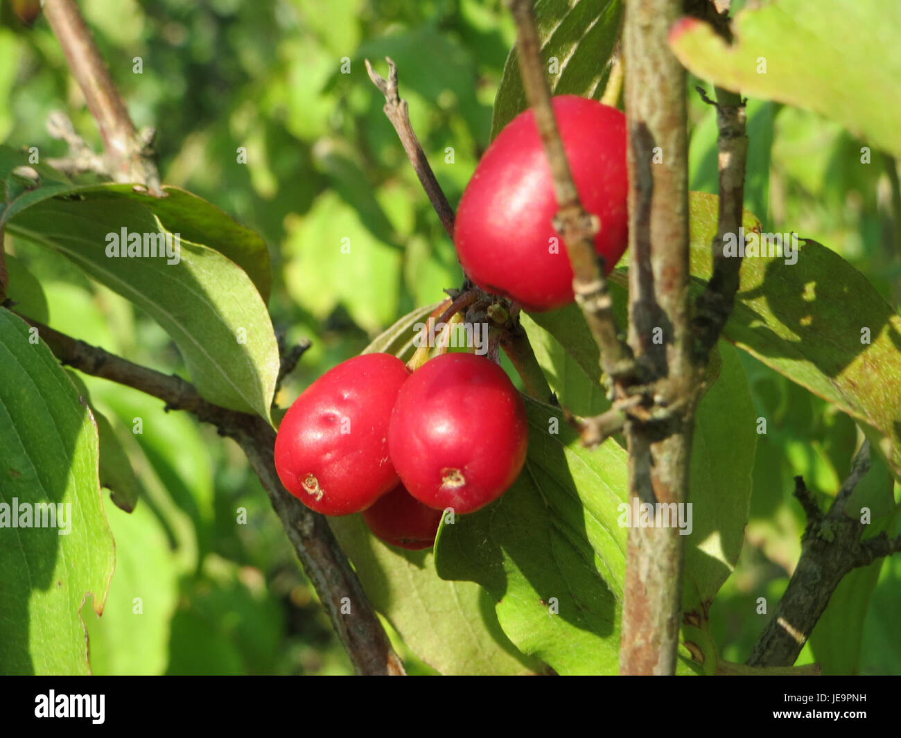 Small fruit bearing deciduous trees hi-res stock photography and images ...