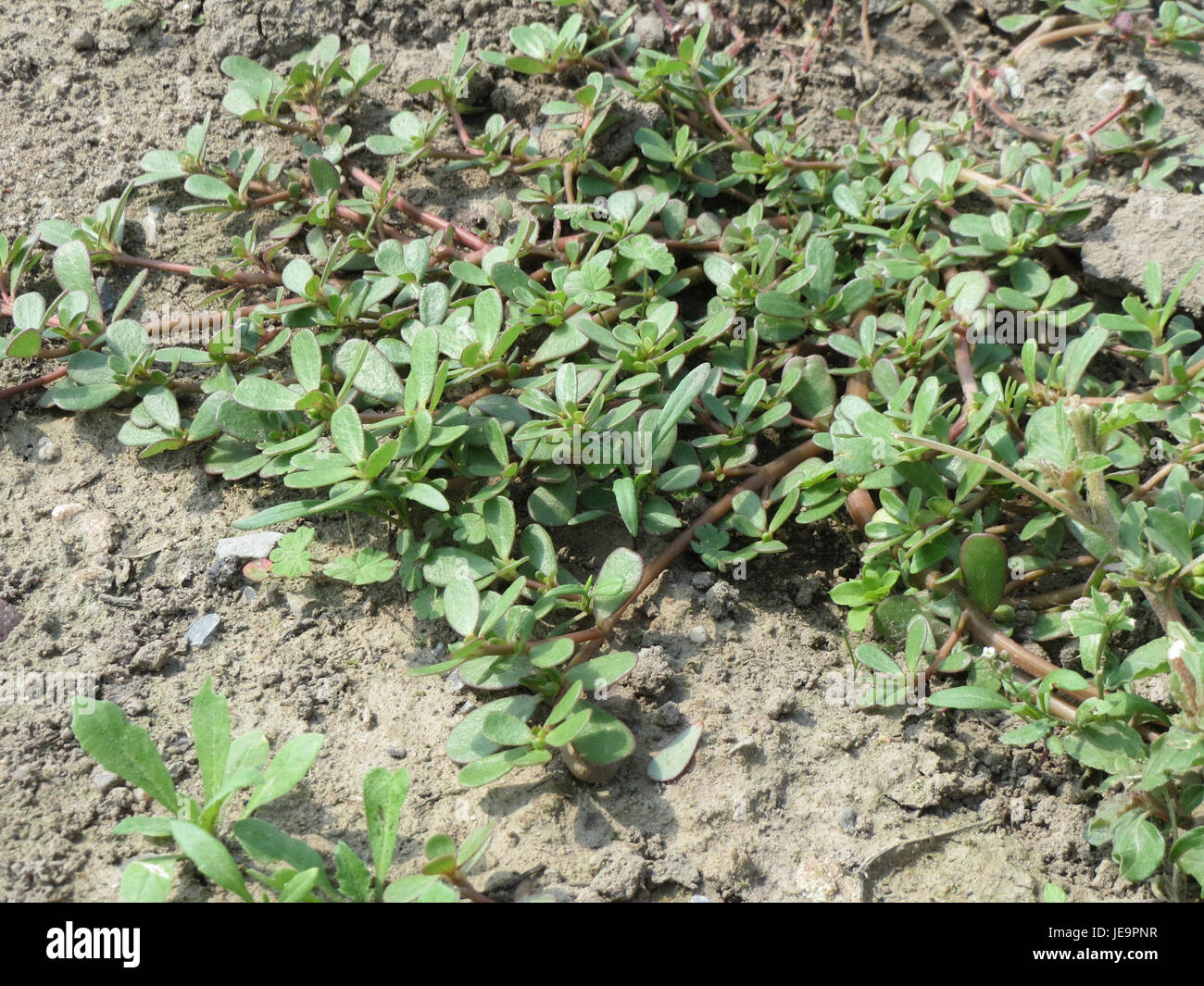Portulaca oleracea, commonly known as purslane, is a succulent plant ...