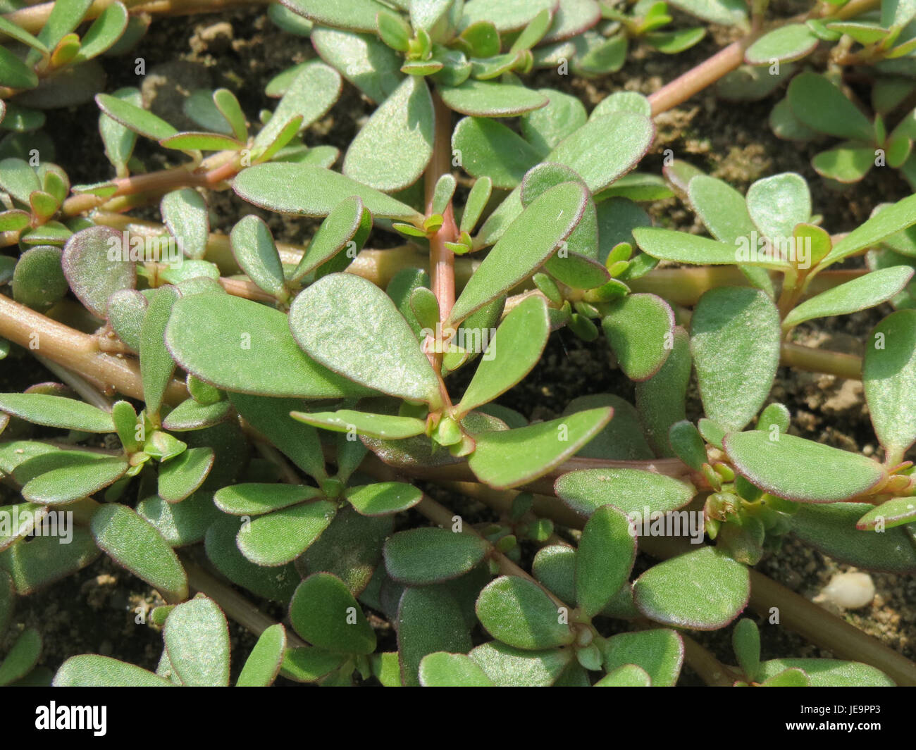 Portulaca oleracea, commonly known as purslane, is a succulent plant ...