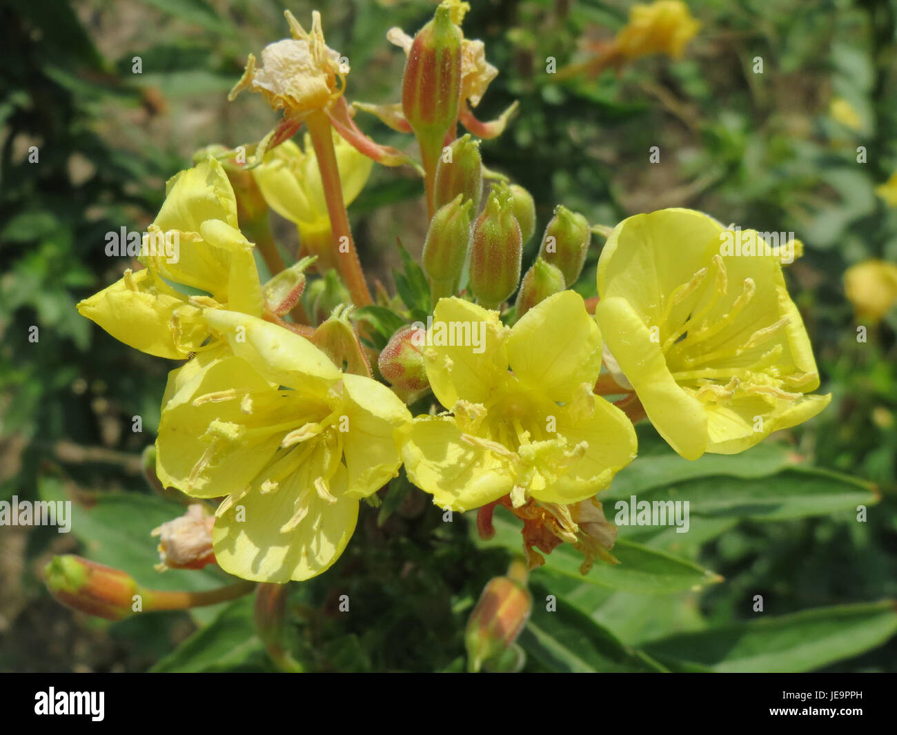 Oenothera biennis, known as evening primrose, is a flowering plant ...