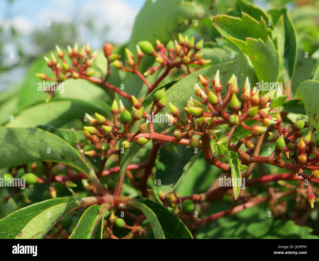 This image shows Parthenocissus quinquefolia, commonly known as ...