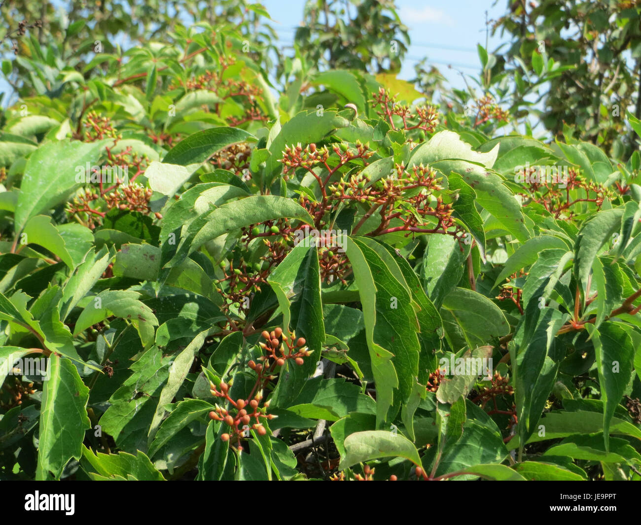 Parthenocissus quinquefolia, commonly known as Virginia creeper, is a ...