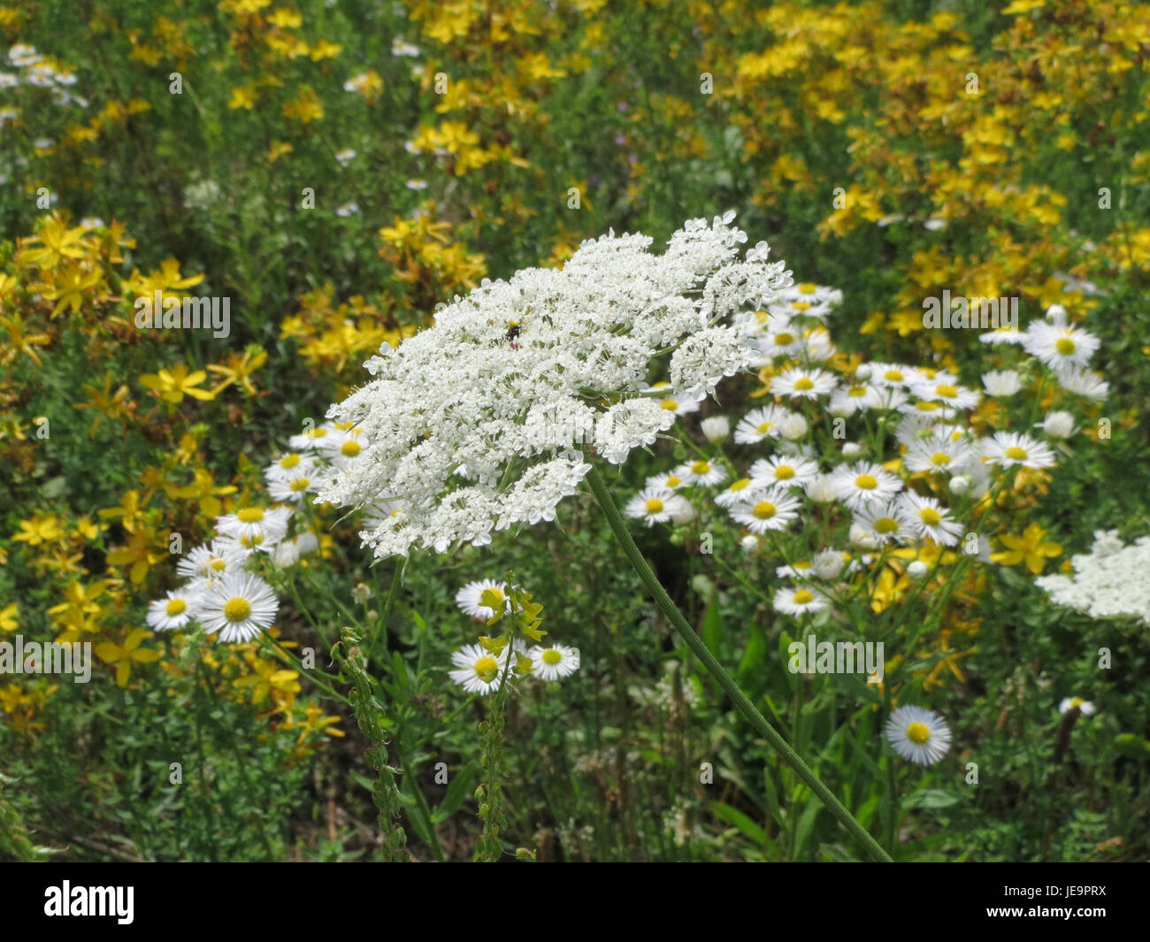 This photograph shows Daucus carota, commonly known as wild carrot ...