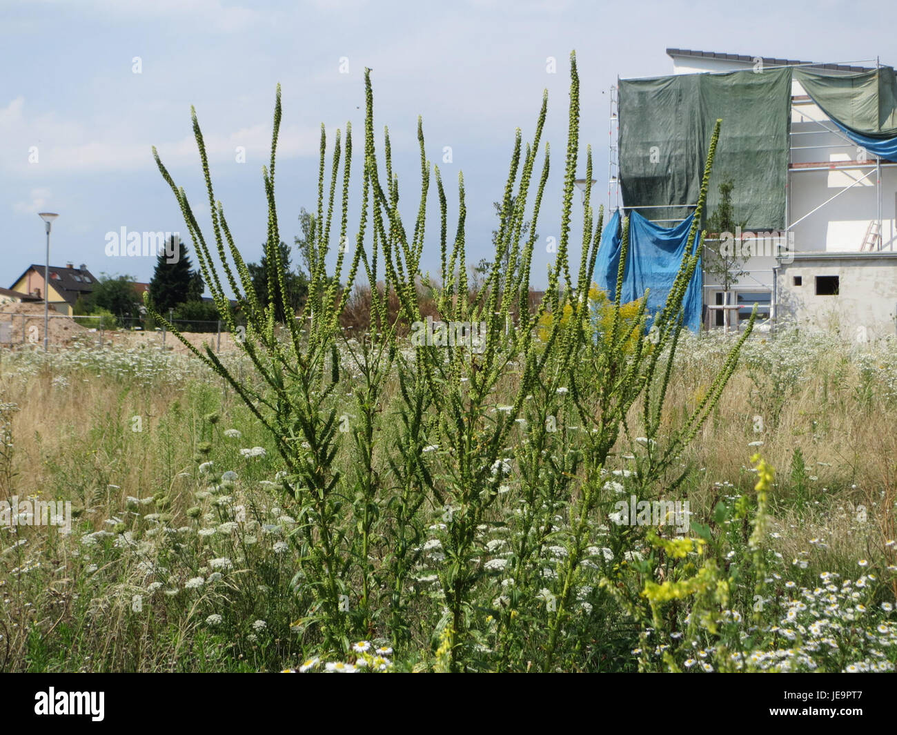 A photograph of Reseda luteola, commonly known as weld, taken on July ...