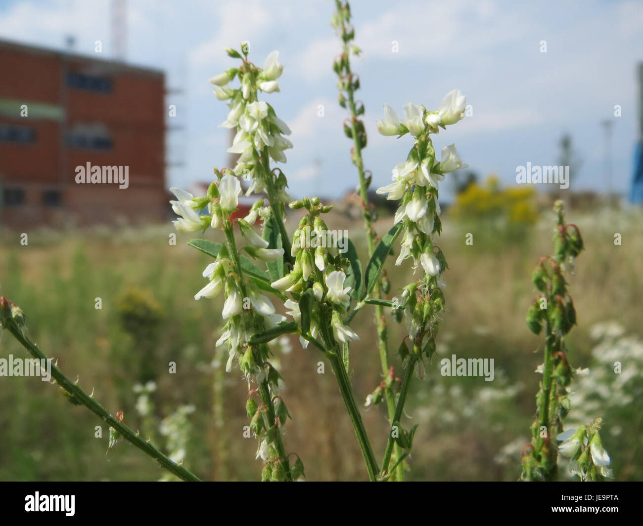 'Melilotus albus' is a species of plant known as white sweet clover. It ...