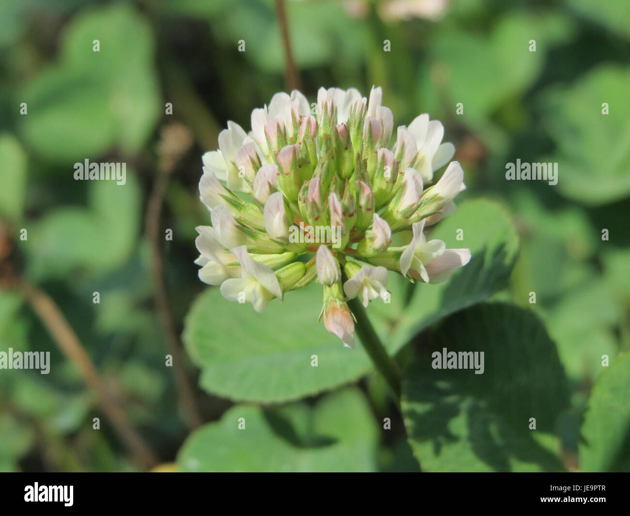 Biological displays hi-res stock photography and images - Alamy