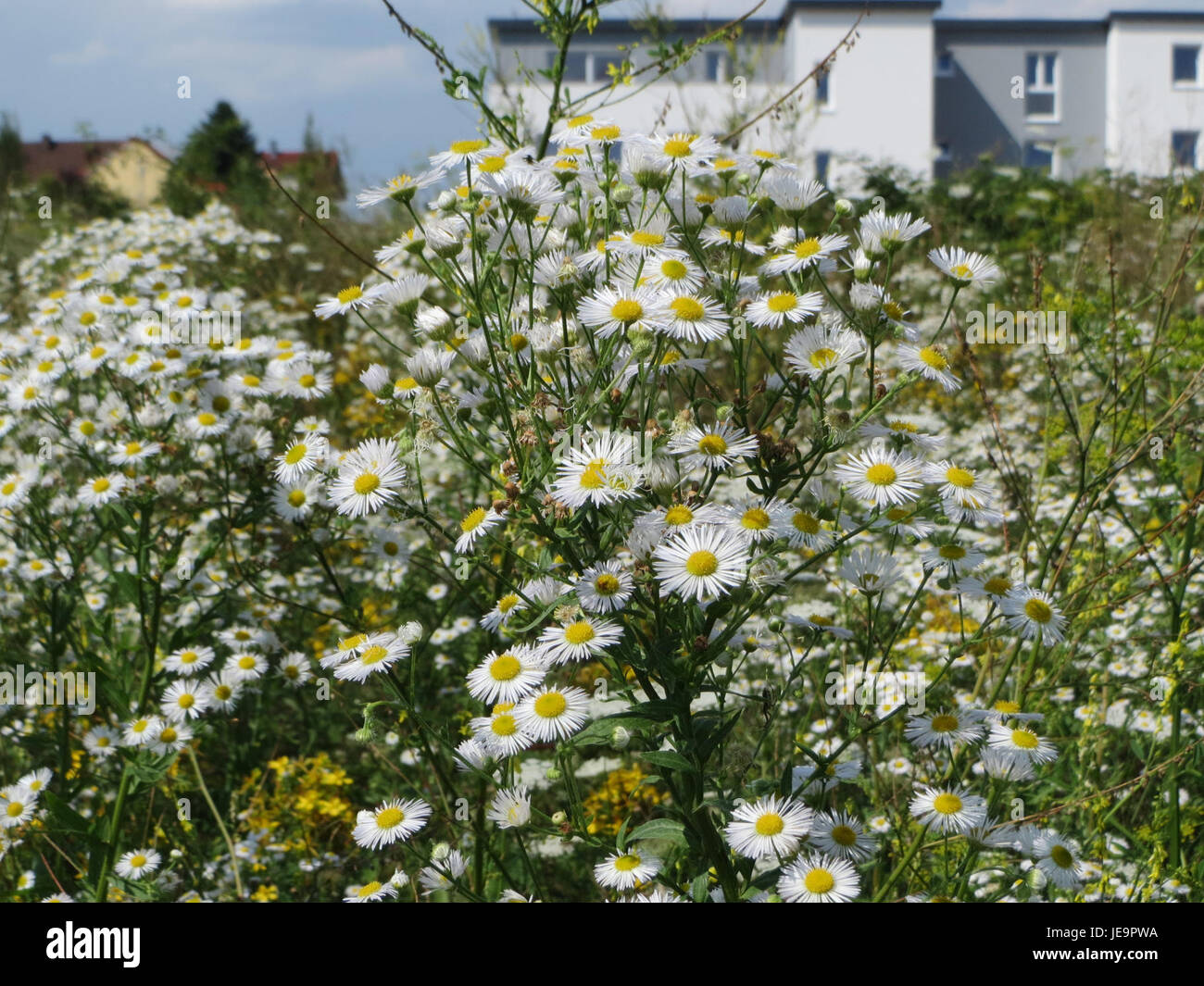 Erigeron annuus, commonly known as annual fleabane, is a species of ...