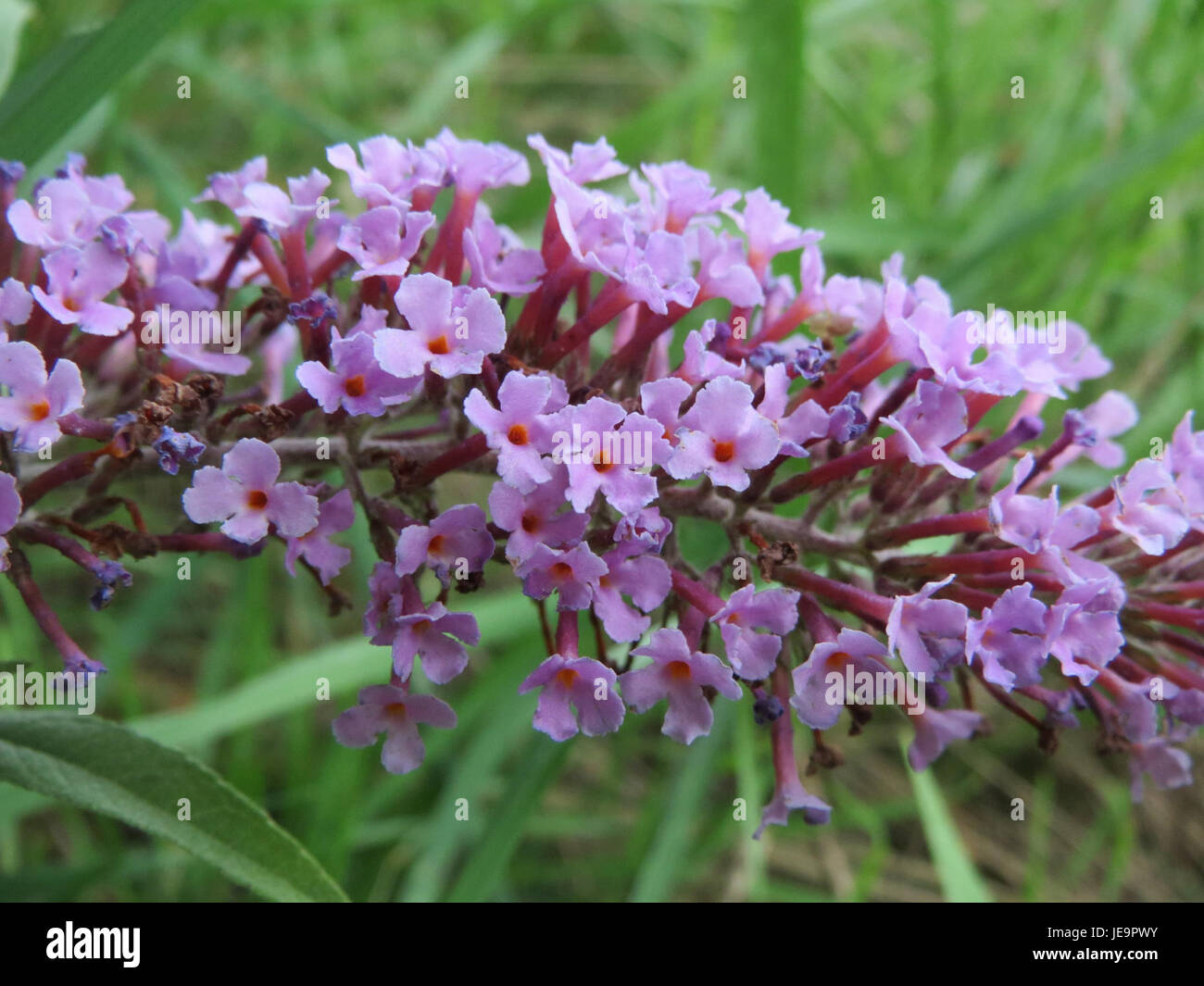 Buddleja davidii, commonly known as the butterfly bush, is a deciduous ...
