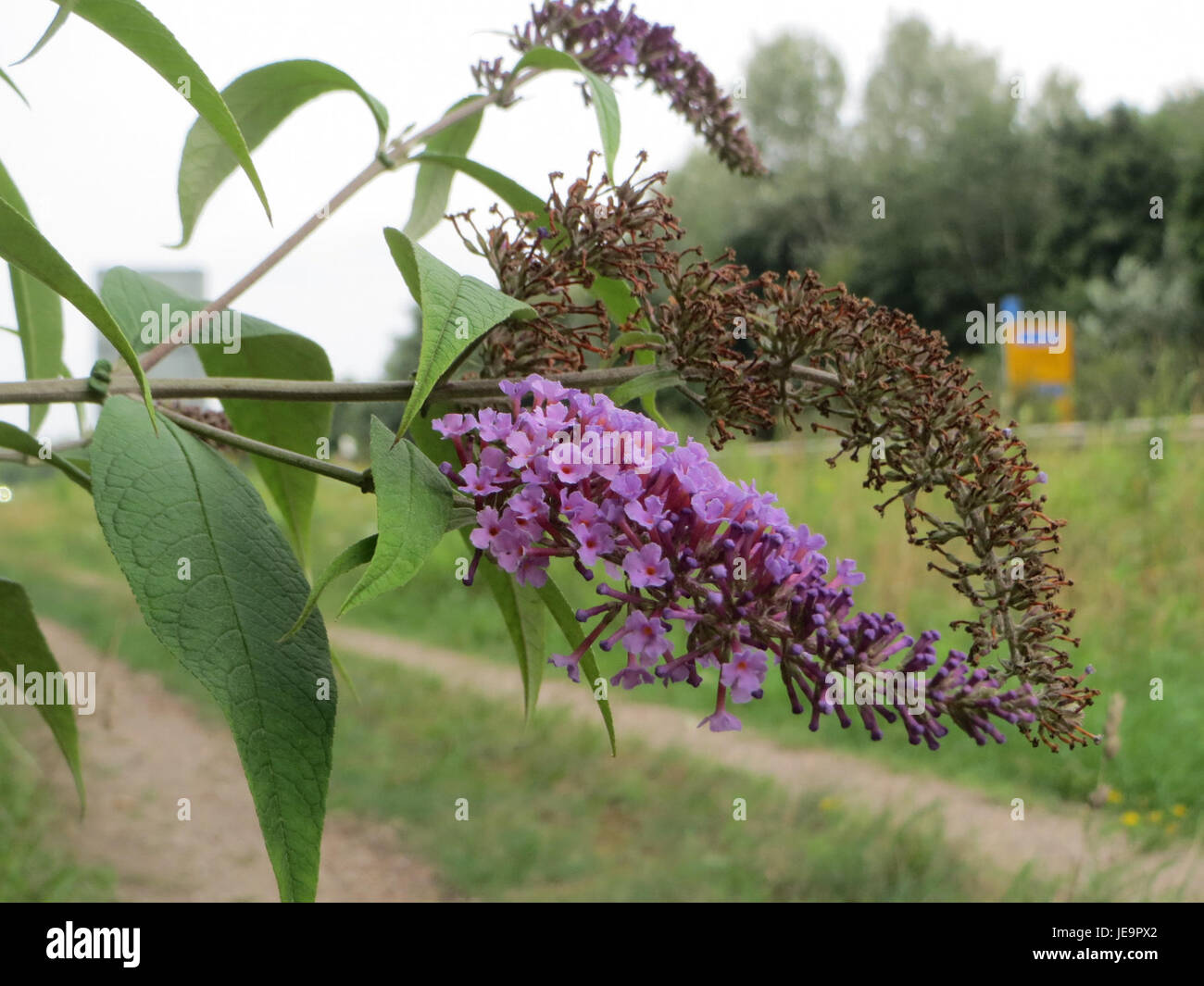 Buddleja davidii commonly known hi-res stock photography and images - Alamy