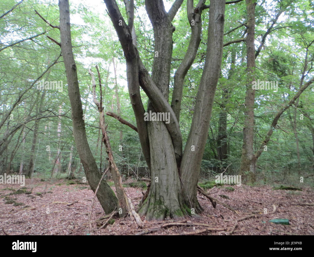 A photograph of Carpinus betulus, commonly known as European hornbeam ...