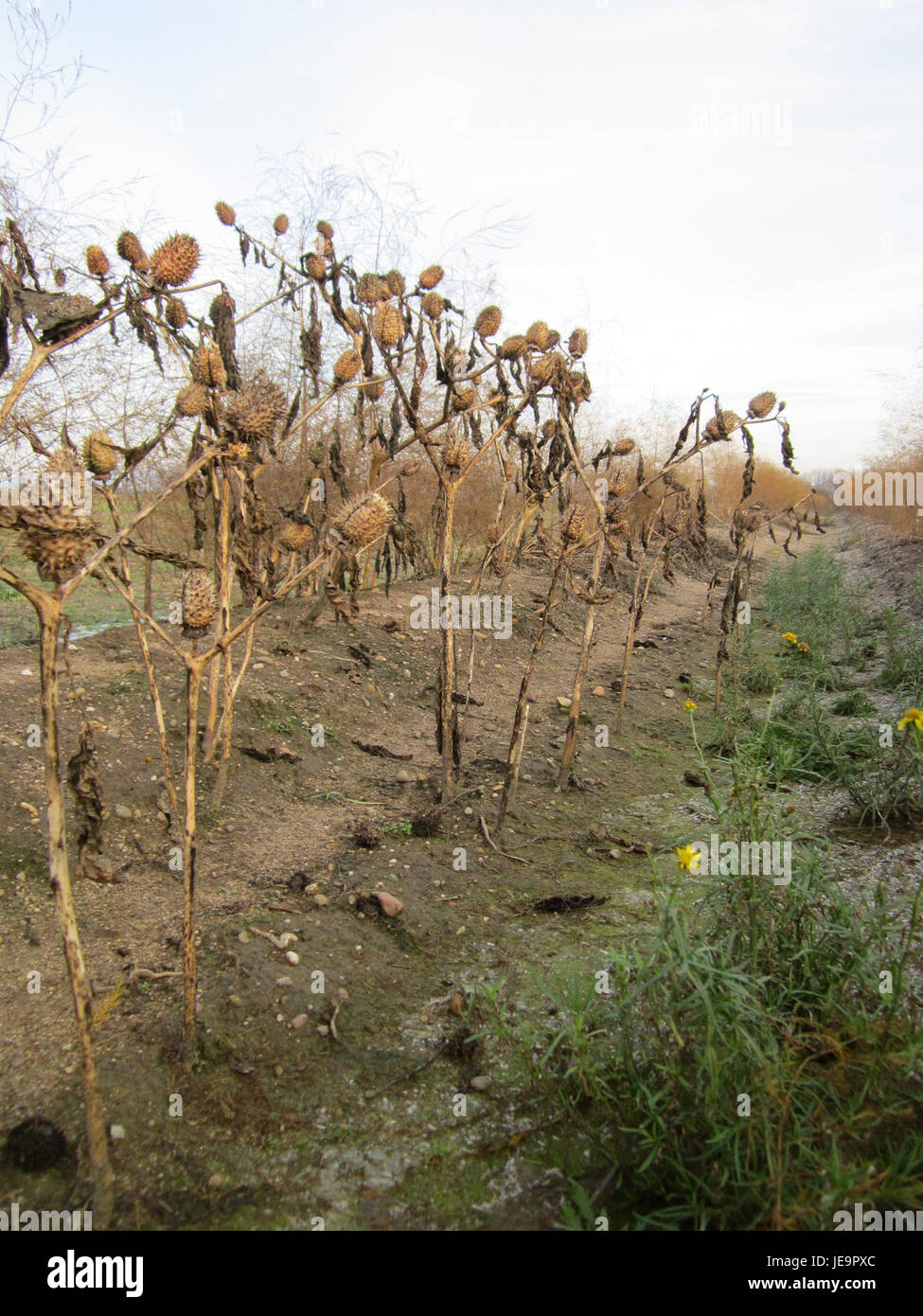 This image shows a *Stechapfel* (Devil’s Trumpet), a poisonous plant ...