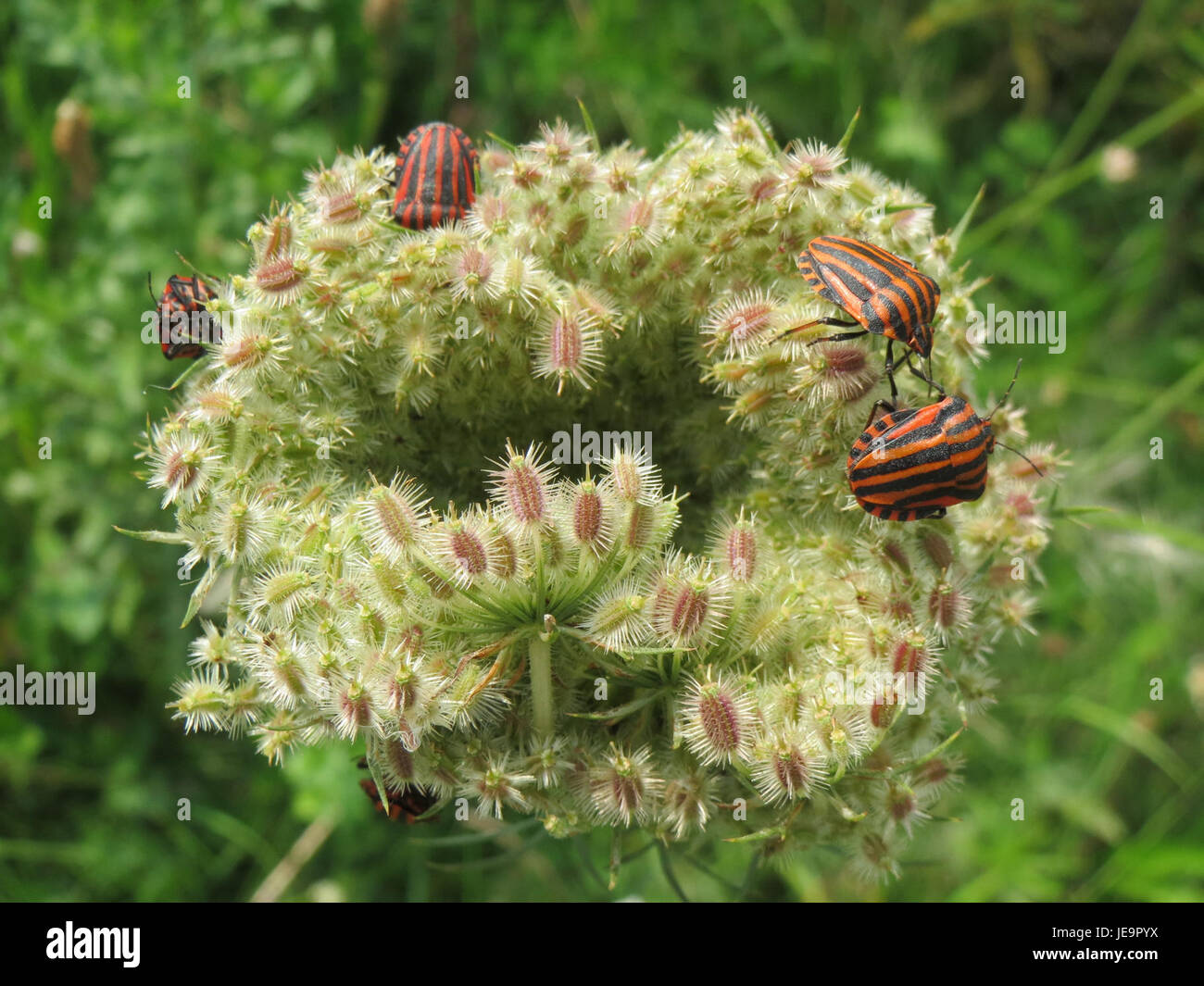 A photograph of Daucus carota, commonly known as wild carrot ...
