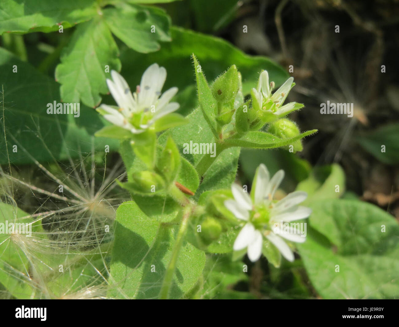 Cerastium fontanum, commonly known as the mouse-ear chickweed, is a ...