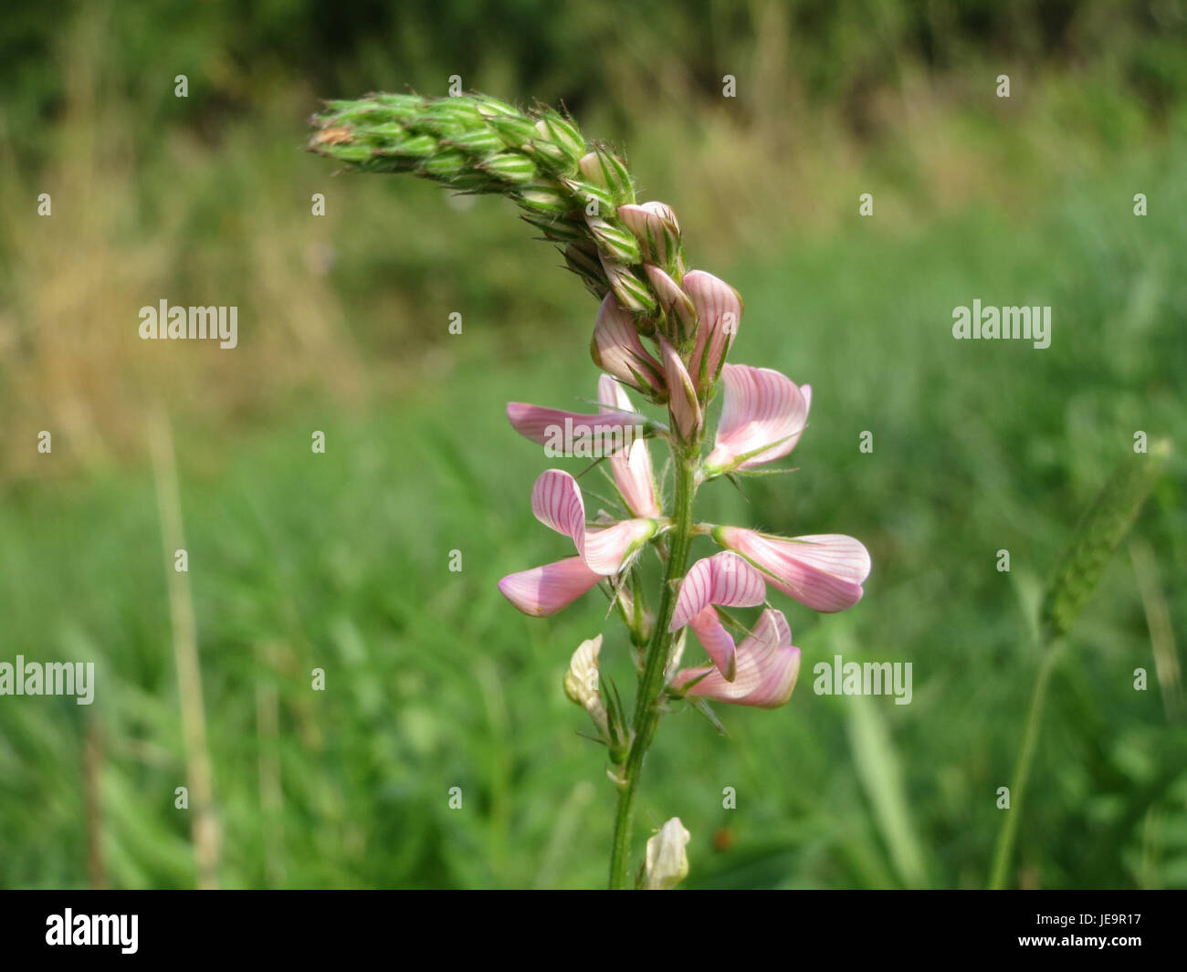 Onobrychis viciifolia, commonly known as sainfoin, is a perennial ...