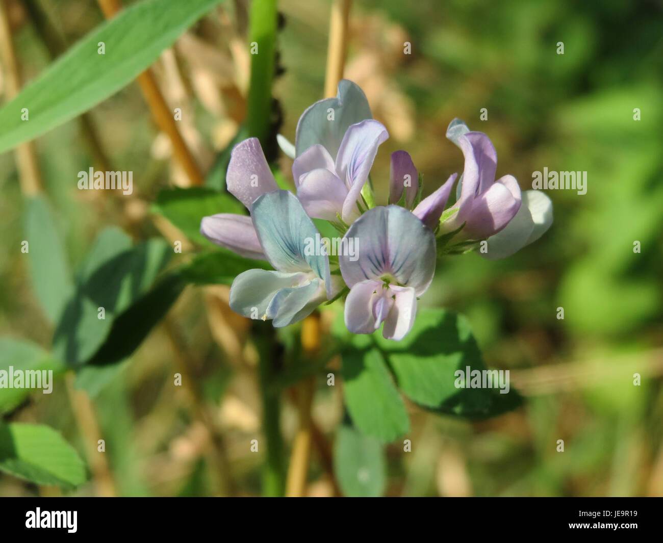 Medicago sativa, commonly known as alfalfa, is a widely cultivated ...