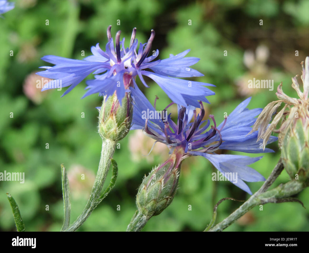 Centaurea cyanus, commonly known as cornflower, is a species of ...