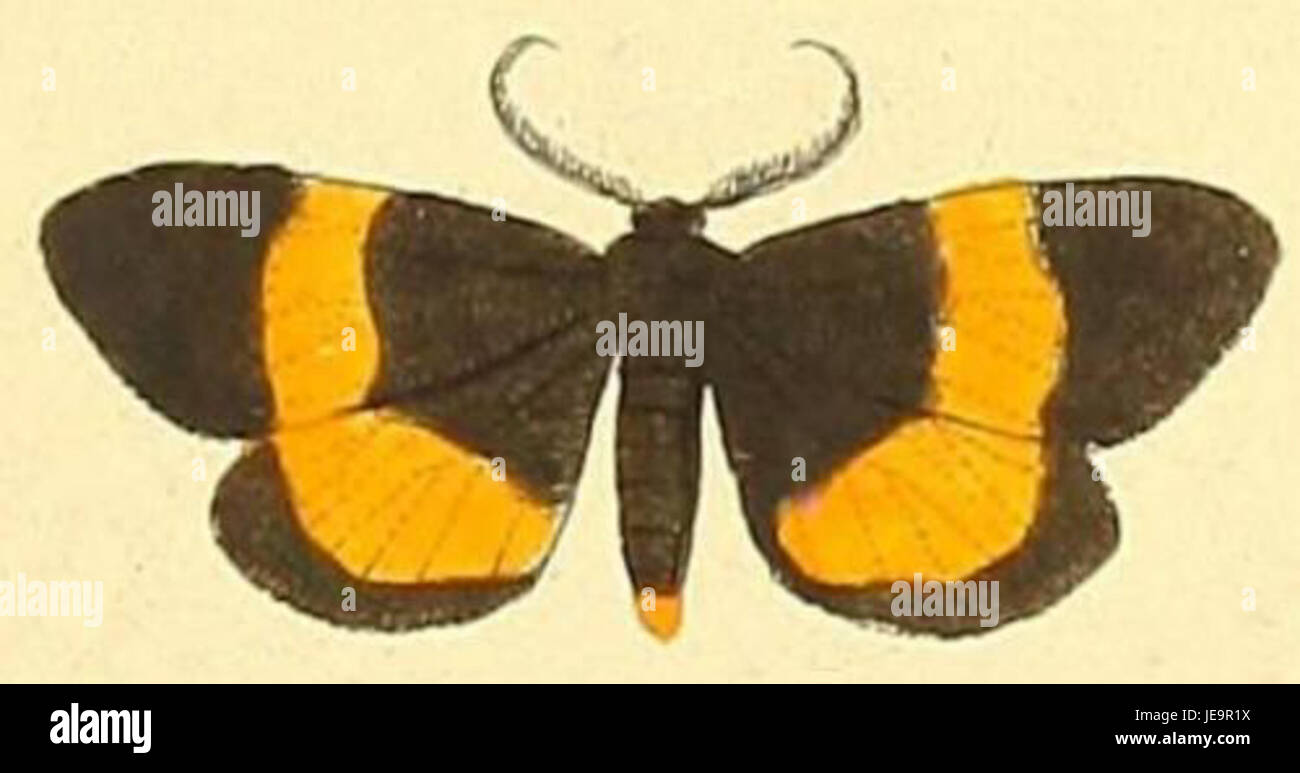 Birthana cleis is a botanical species known for its unique ...