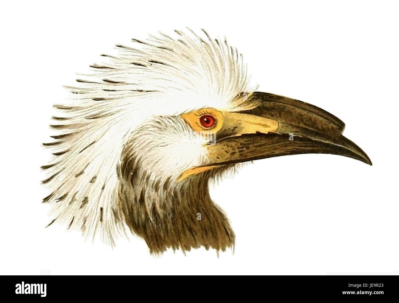 Tropicranus albocristatus Cut Out Stock Images & Pictures - Alamy