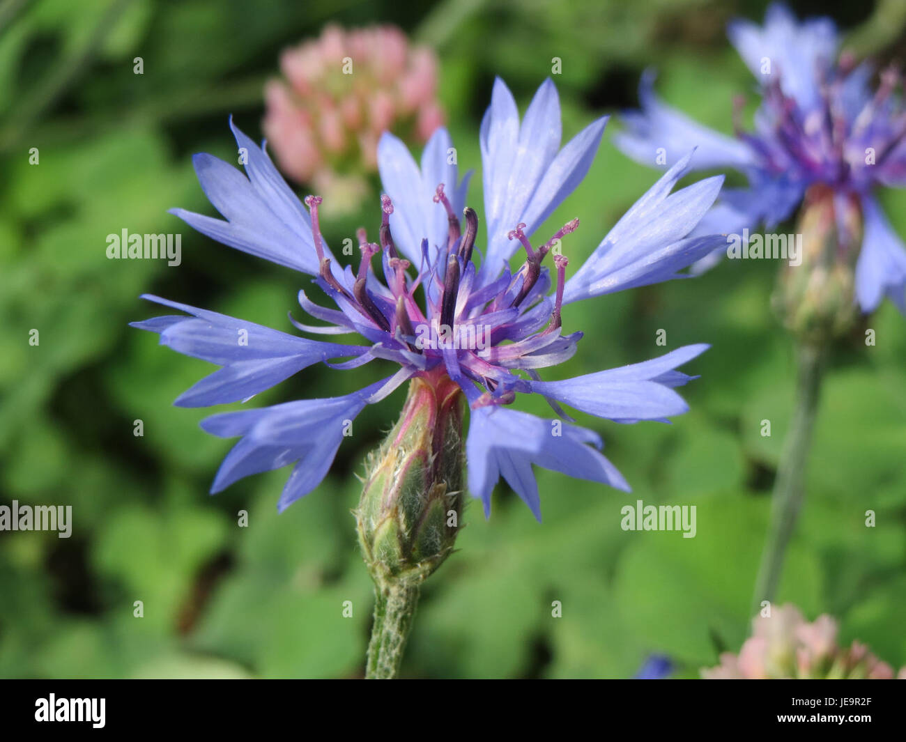 Centaurea cyanus, or cornflower, is a vibrant blue flowering plant ...