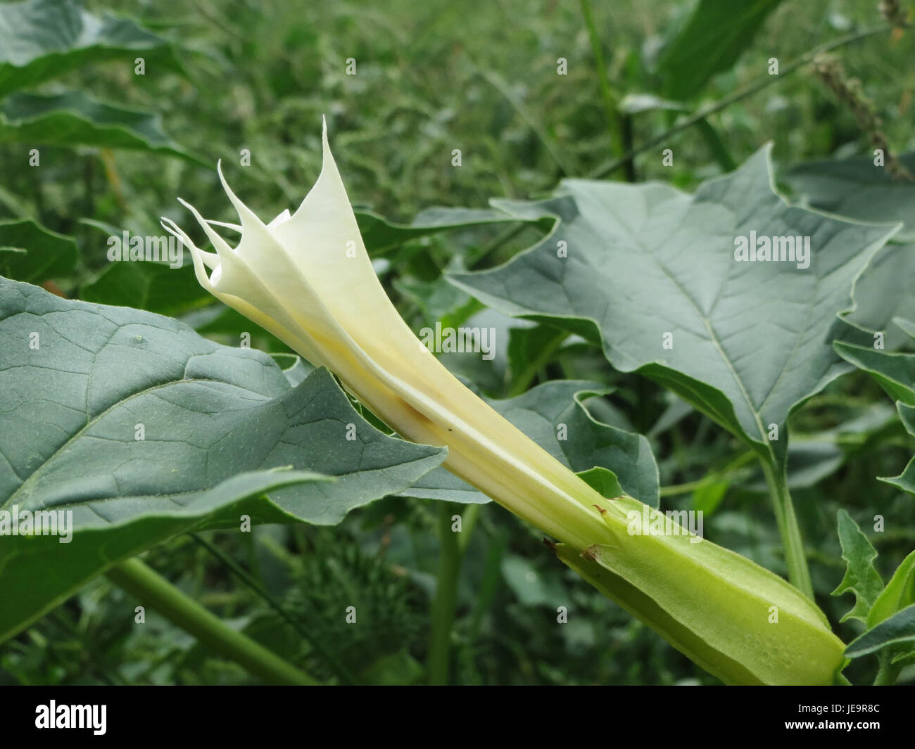 Image of Datura stramonium, also known as jimson weed, showing the ...