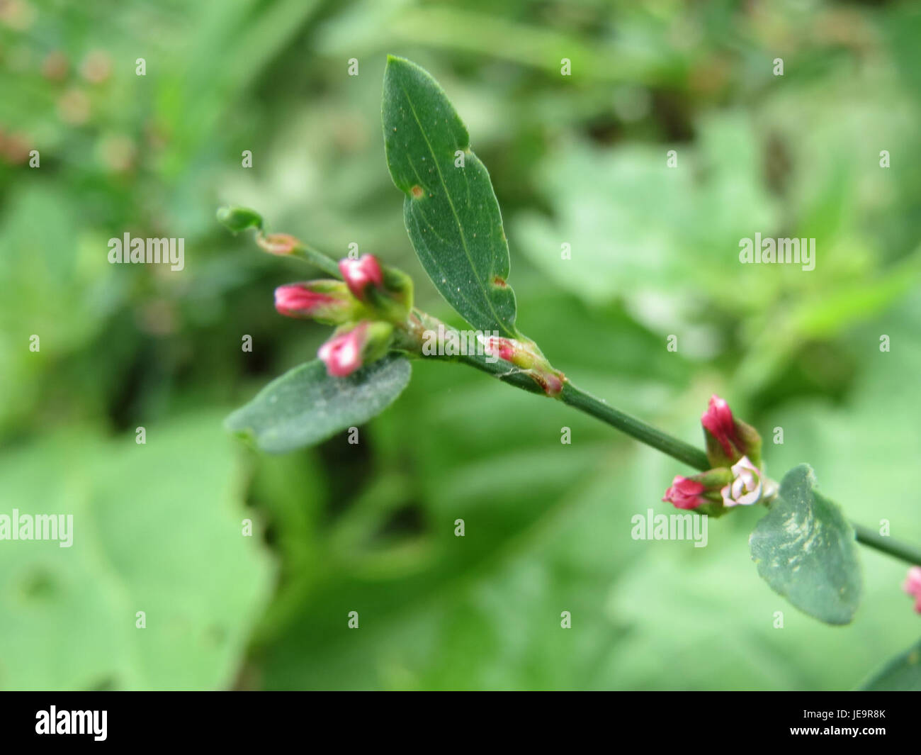 Common knotweed plant polygonum hi-res stock photography and images - Alamy