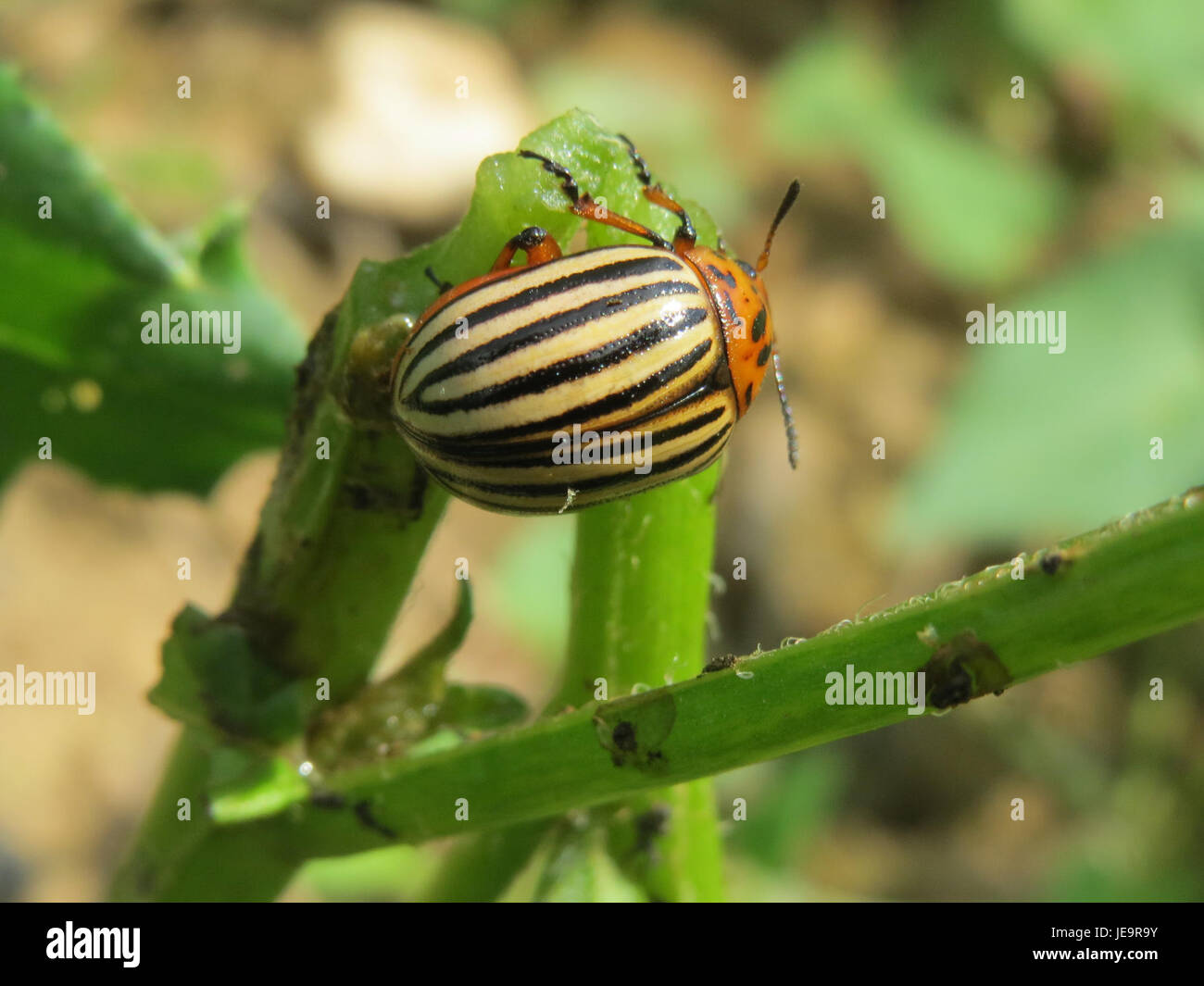 An image showing the Colorado potato beetle, scientifically known as ...