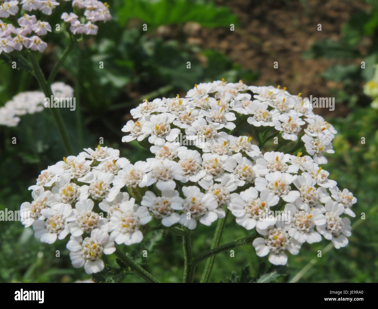 A photo of *Achillea millefolium*, commonly known as yarrow, a ...