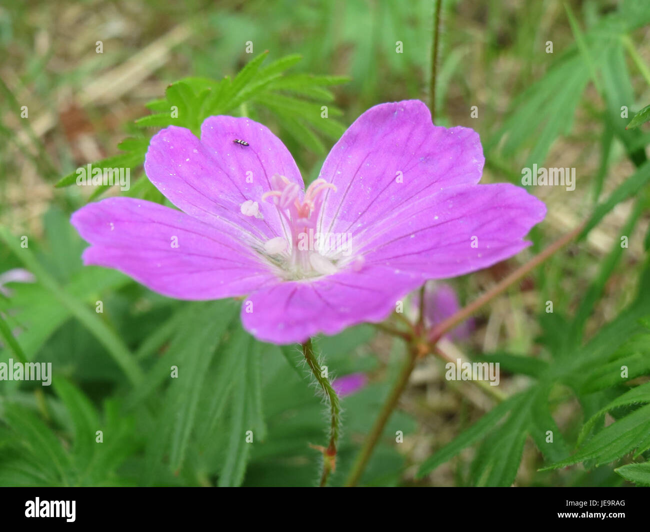 An image of Geranium sanguineum, commonly known as bloody cranesbill ...
