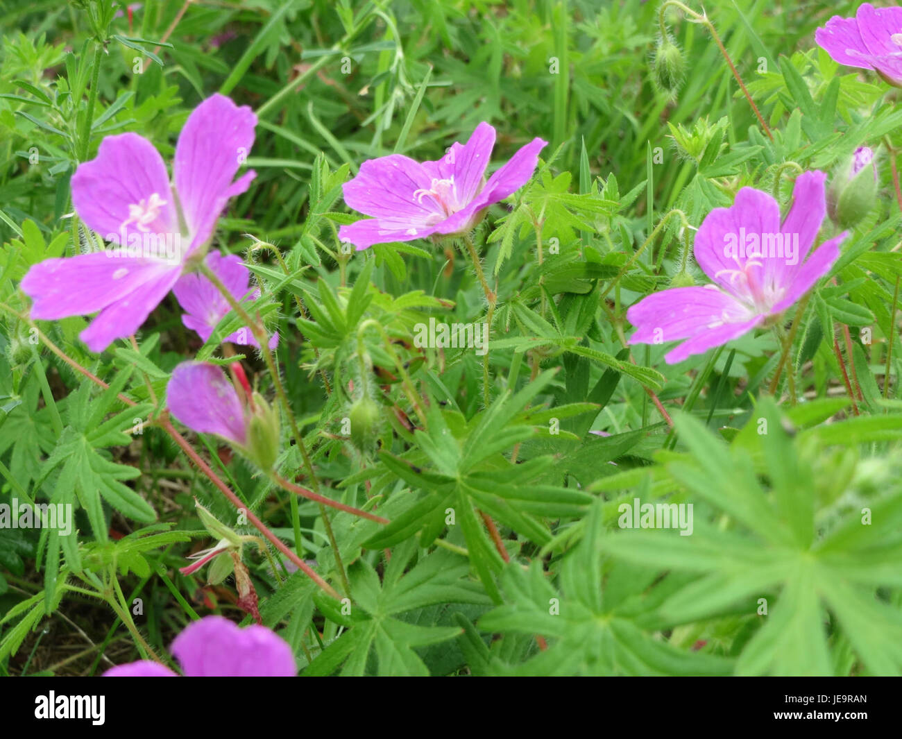 Bloody geranium flowers in hi-res stock photography and images - Alamy