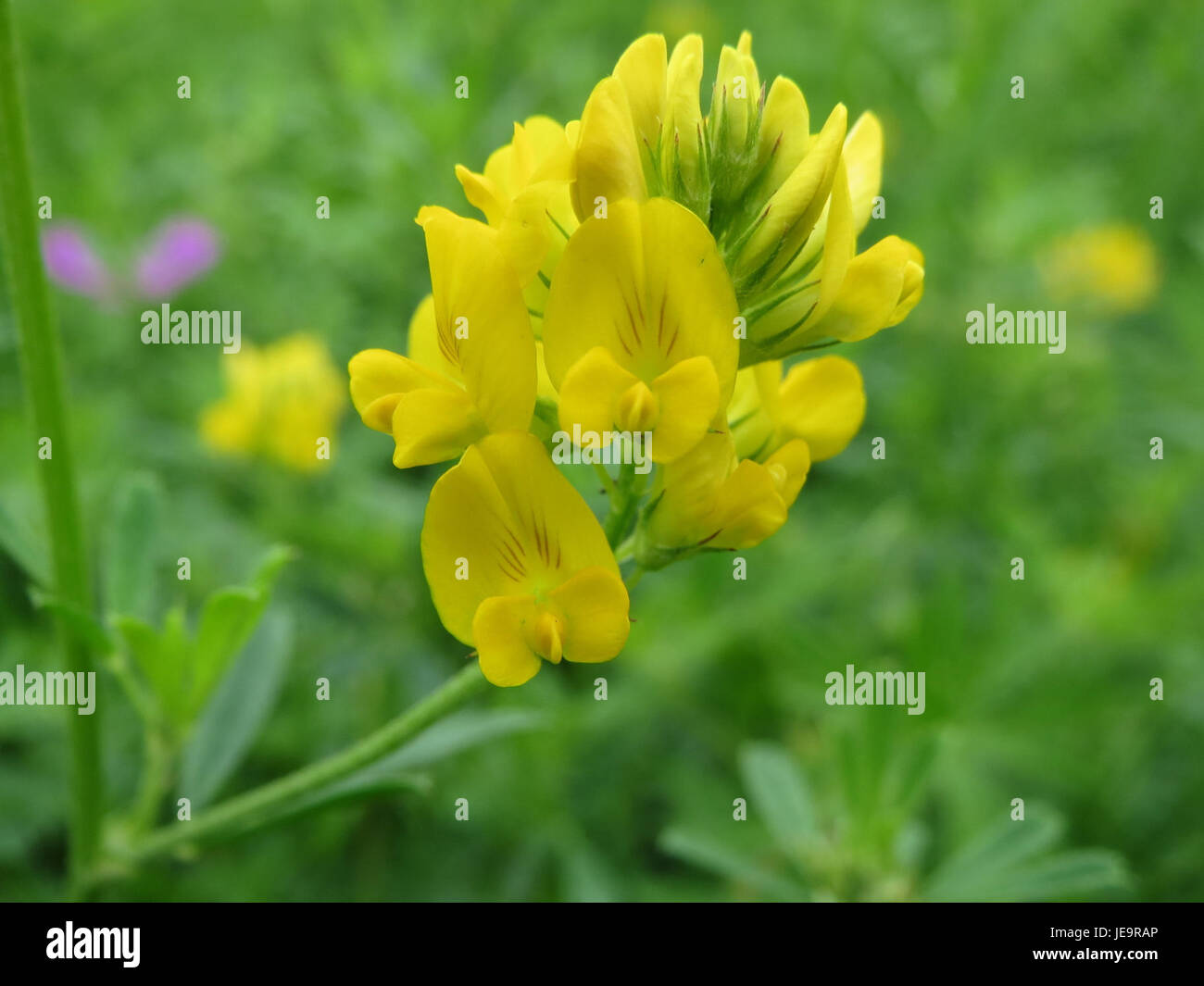 Medicago sativa subsp. falcata, commonly known as yellow alfalfa or ...