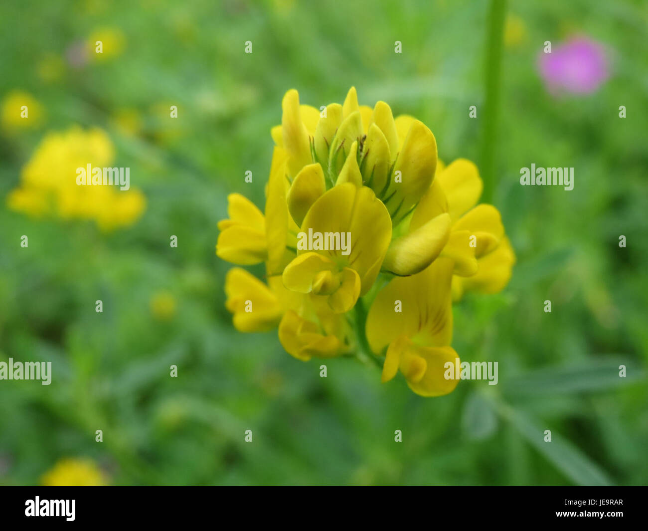 Medicago sativa ssp. falcata, commonly known as Yellow Alfalfa, is a ...
