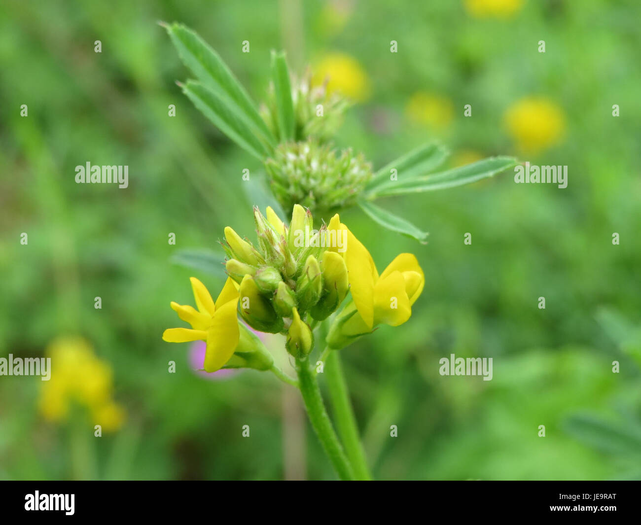 Medicago sativa ssp. falcata, commonly known as yellow alfalfa, is a ...