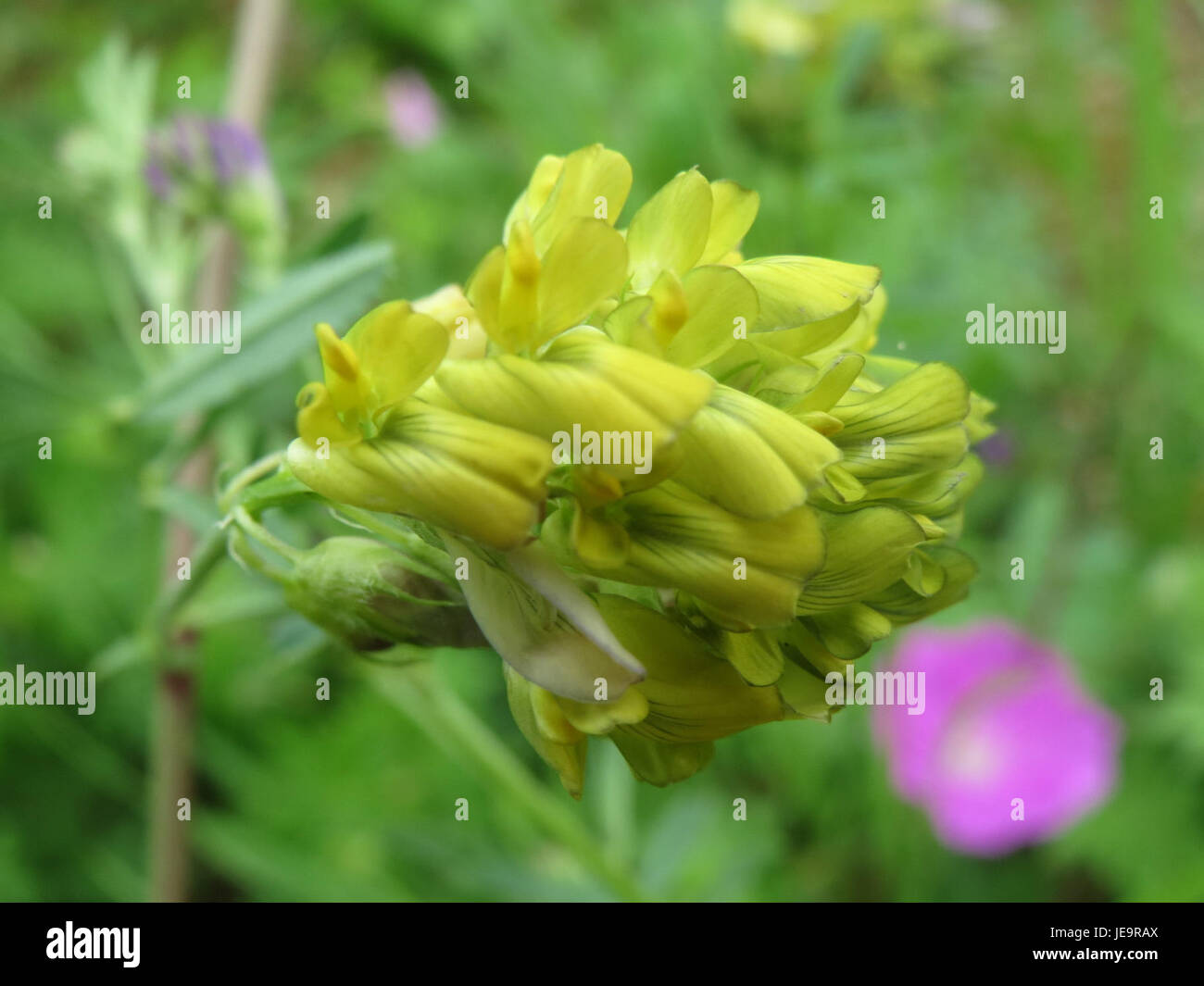 Medicago sativa ssp. falcata, a subspecies of alfalfa, is known for its ...