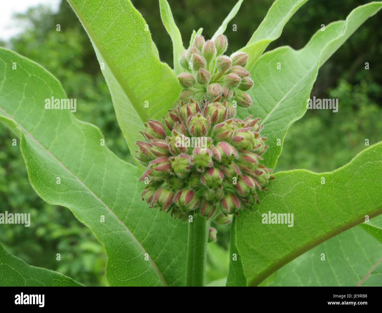 Asclepias syriaca milkweed family hi-res stock photography and images ...