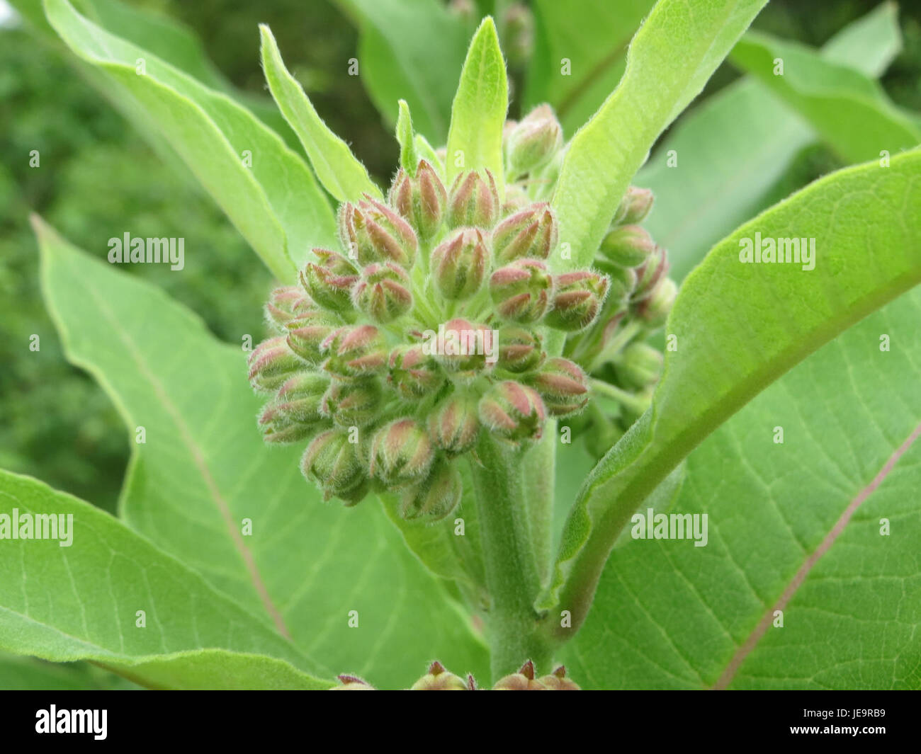 Asclepias syriaca, also known as common milkweed, is a native North ...